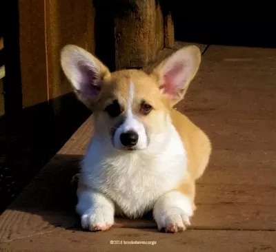 AKC Breed Standard - Brookehaven Corgis